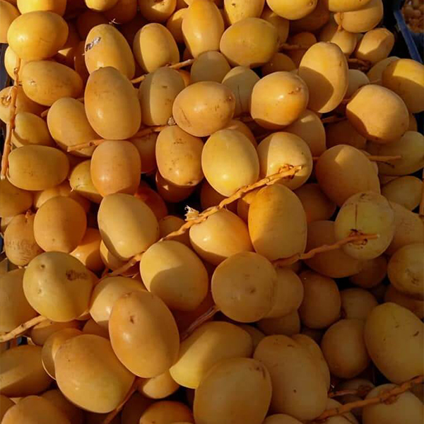 Barhi Palm Dates – JK For Agricultural Investment