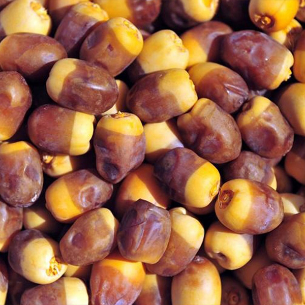 Siwi Palm Dates – JK For Agricultural Investment