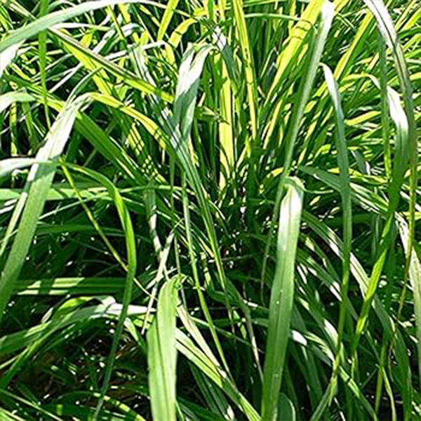 Lemon grass – JK For Agricultural Investment