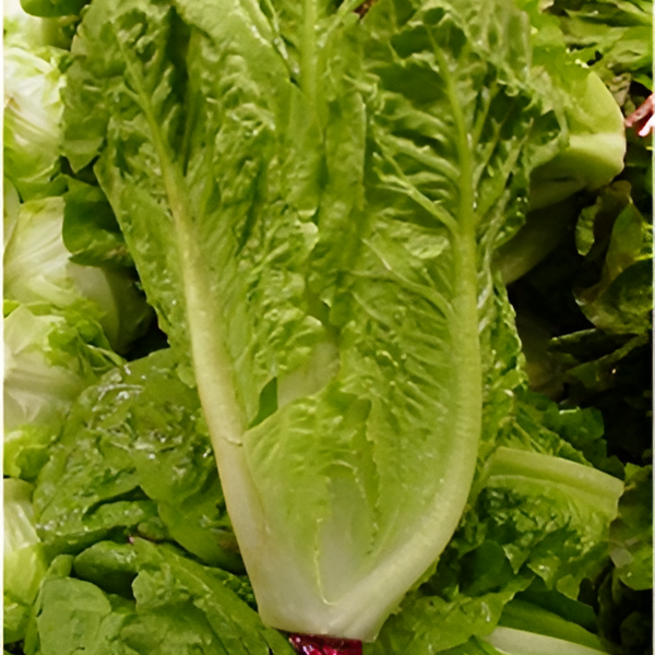 Lettuce – JK For Agricultural Investment