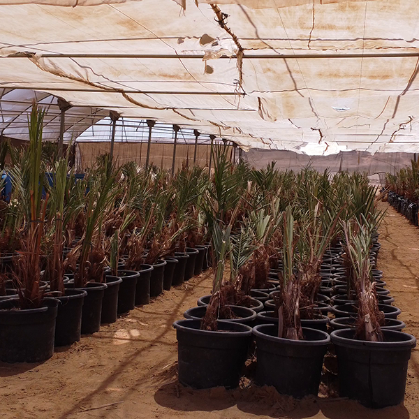 Siwi Date Seedlings – JK For Agricultural Investment